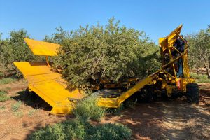 HP - Afron - Developing Innovative Pruning & Hedging Solutions