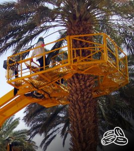 HP - Afron - Developing Innovative Pruning & Hedging Solutions