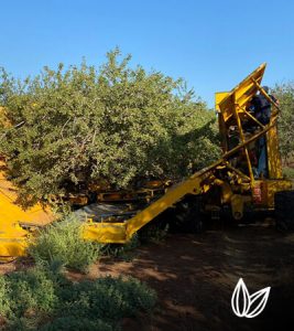 HP - Afron - Developing Innovative Pruning & Hedging Solutions